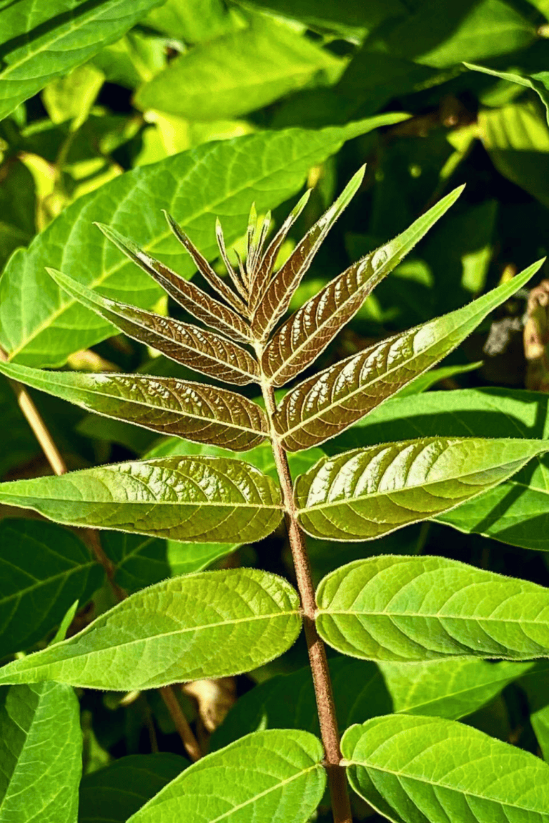 10 Plants That Can Irritate Your Skin and Ways to Avoid Them