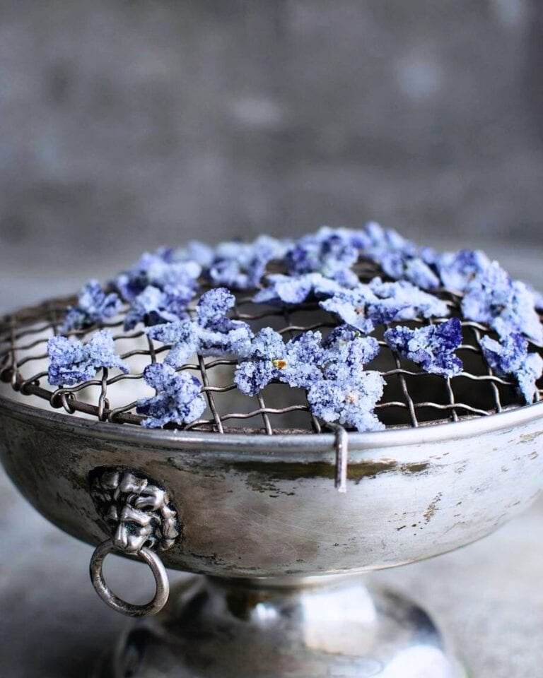 Foraging Wild Violets: Identifying, Harvesting, Drying and Uses