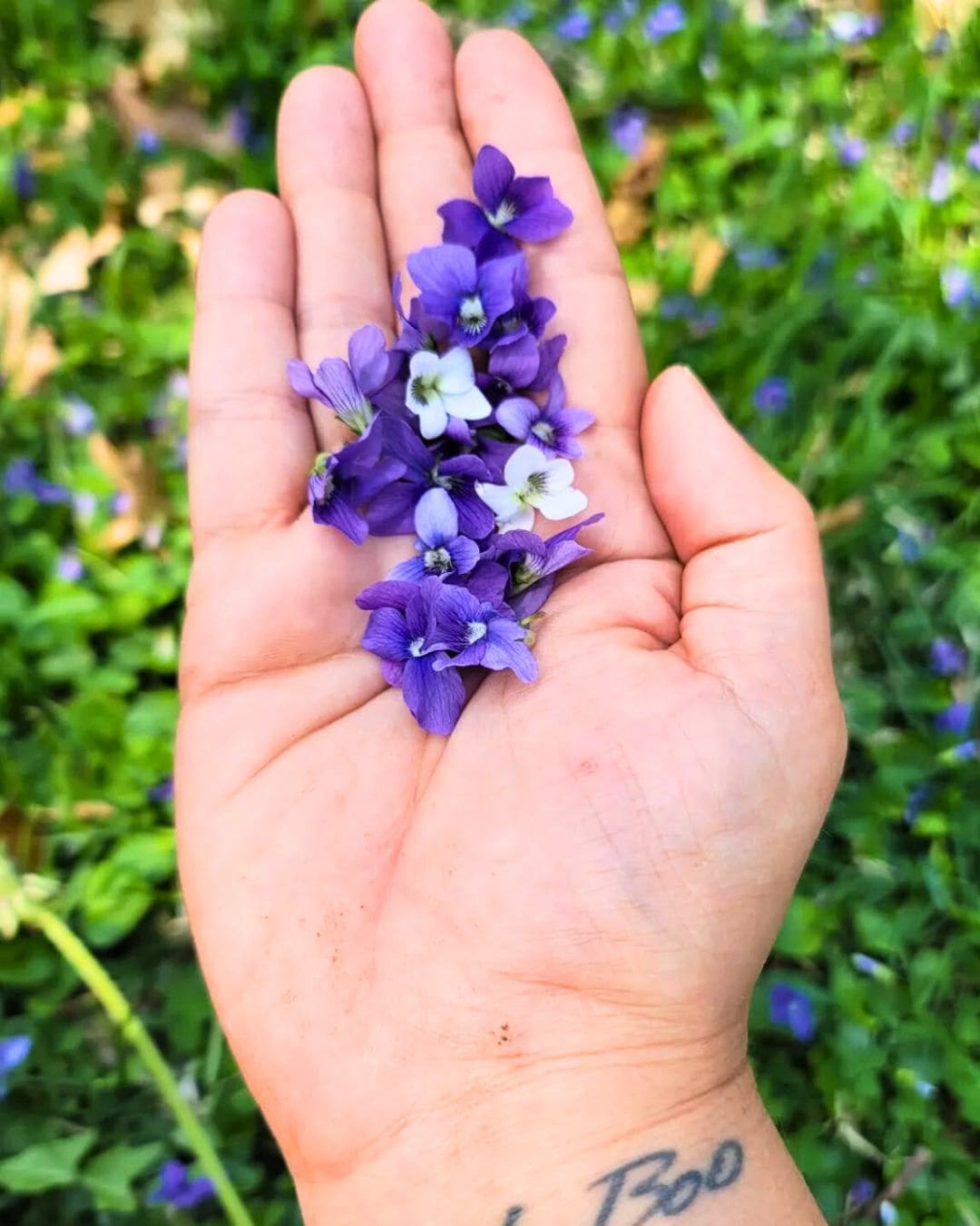 Foraging Wild Violets: Identifying, Harvesting, Drying and Uses