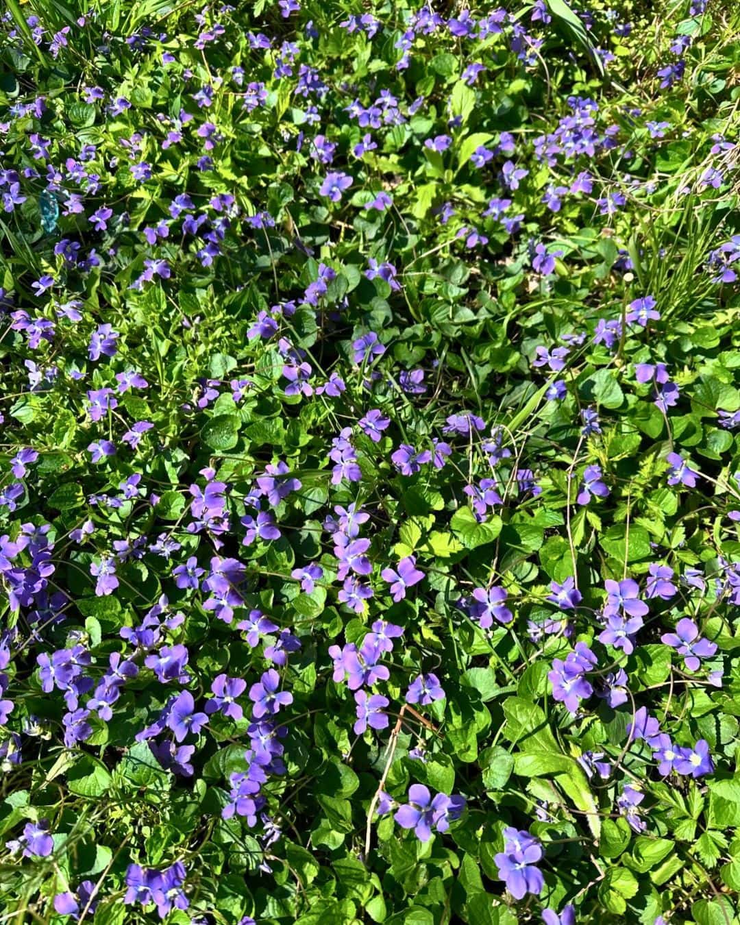 Foraging Wild Violets: Identifying, Harvesting, Drying and Uses