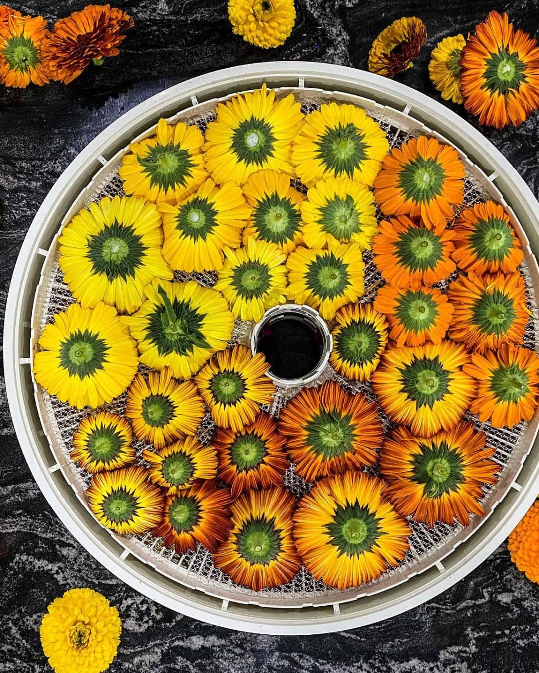 How to Grow, Harvest, Dry, & Use Calendula Flowers