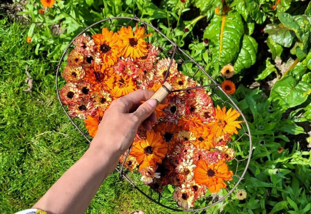 How to Grow, Harvest, Dry, & Use Calendula Flowers