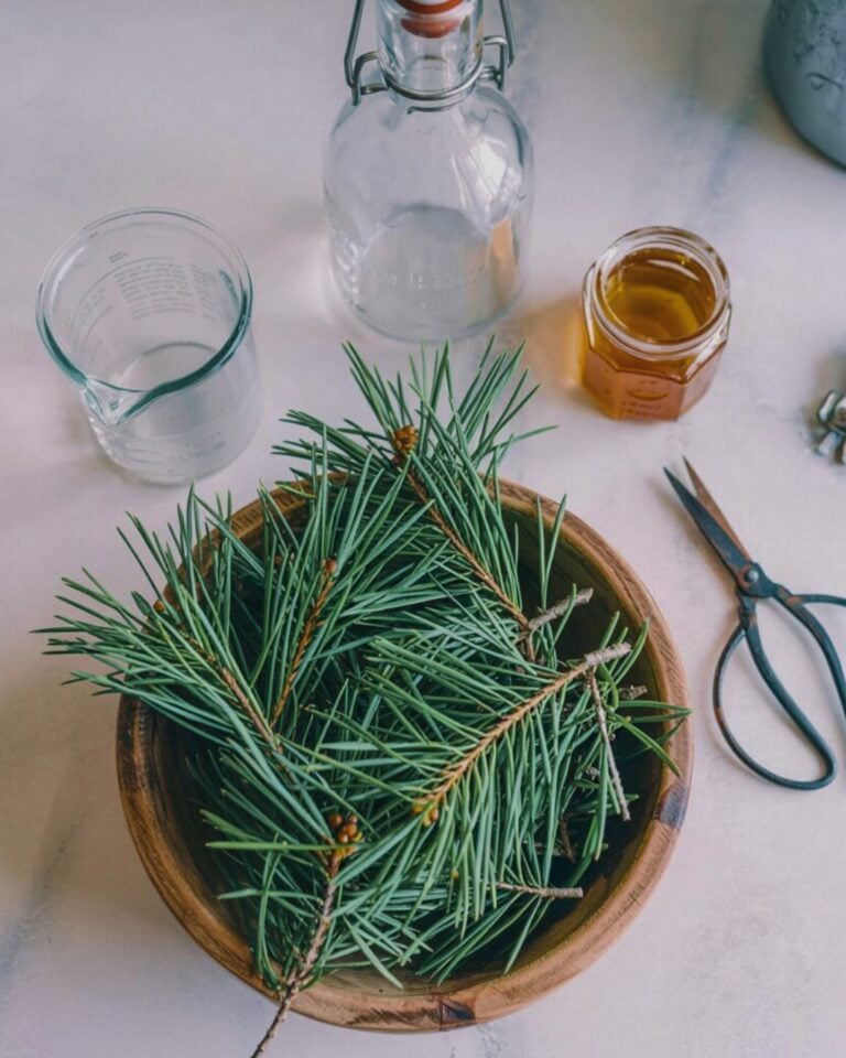 Pine Needle Soda: Make Wild Fermented Fizzy Drink with Pine Needles