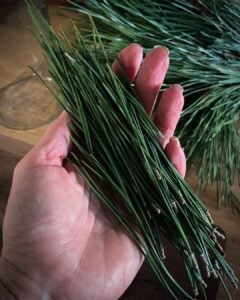 Pine Needle Soda: Make Wild Fermented Fizzy Drink with Pine Needles