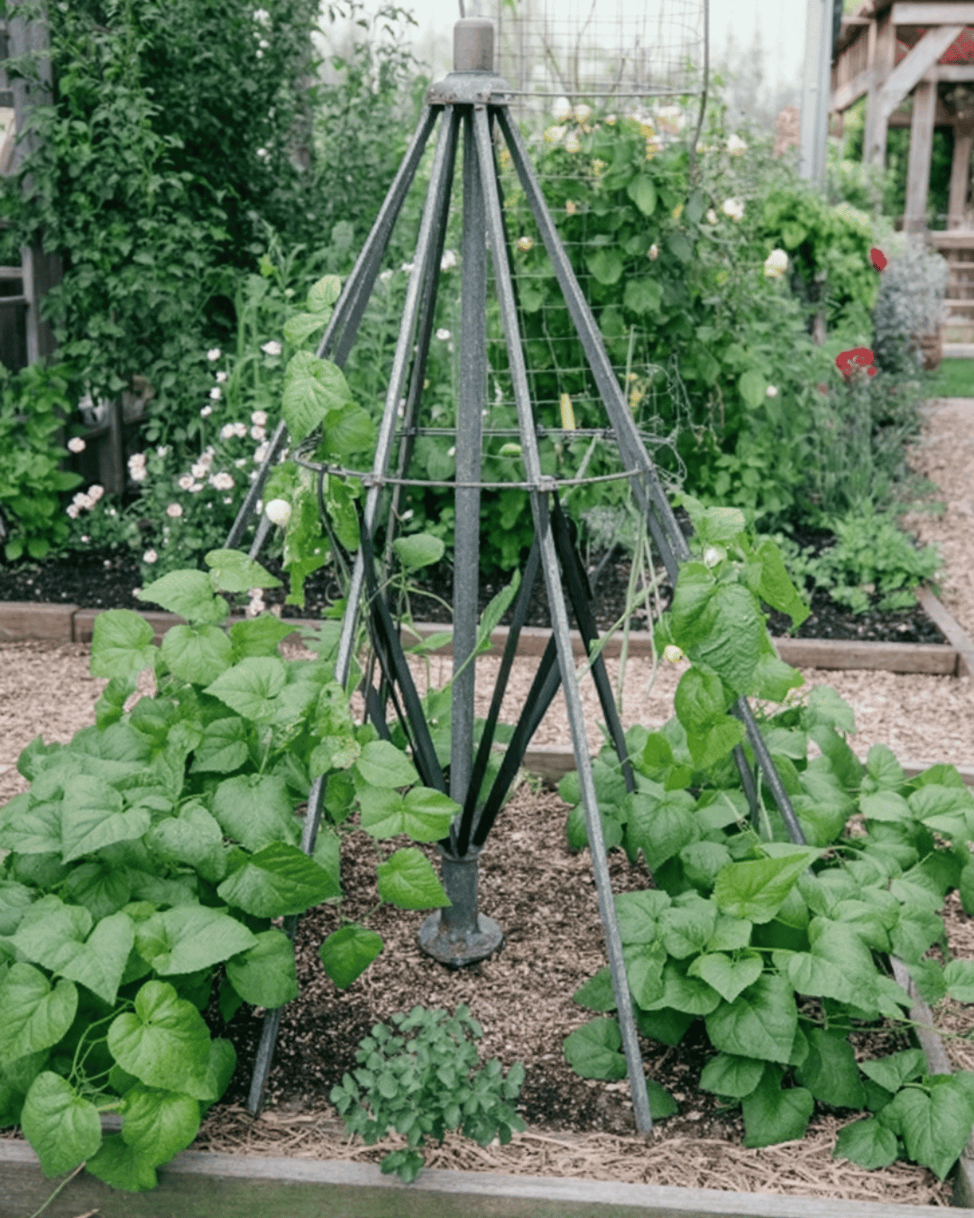 Repurpose Old Umbrellas into a DIY Trellis for Climbing Vegetables and ...